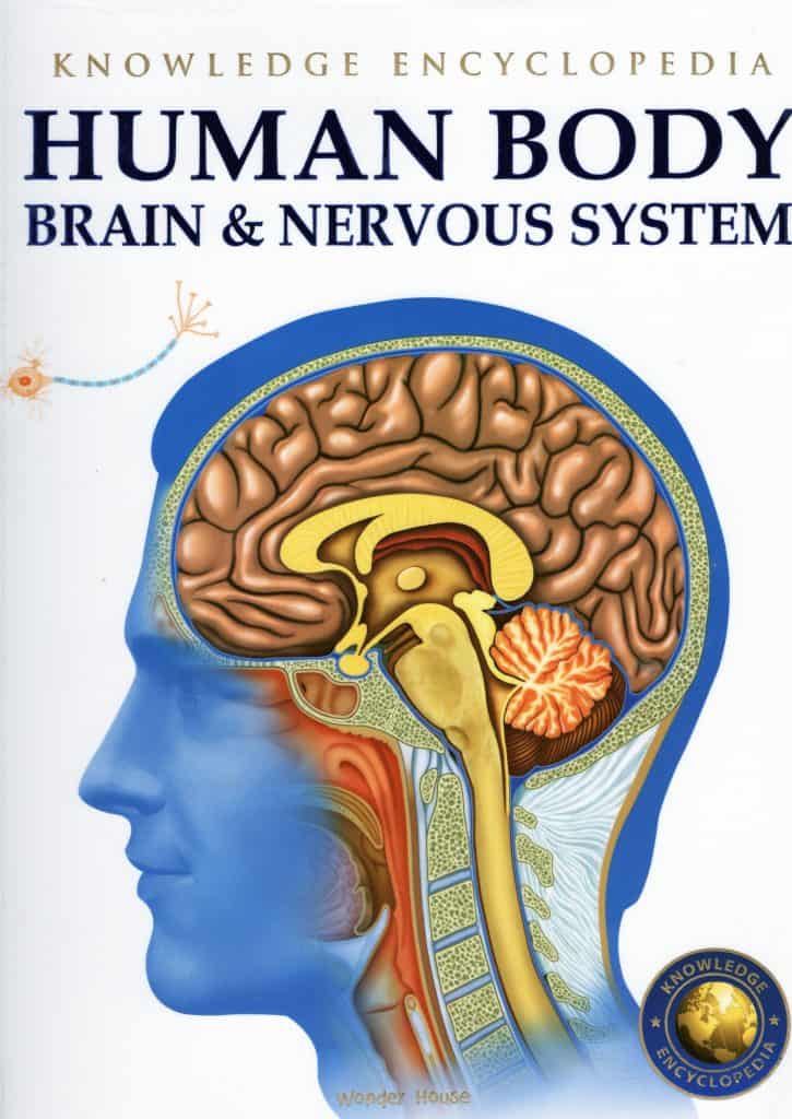Human Body: Brain & Nervous System (Knowledge encyclopedia) - Squiggles